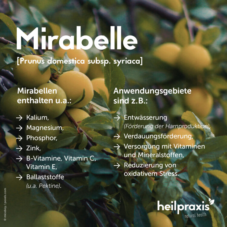 Mirabelle – Inhaltsstoffe, Wirkung und Anwendung – Heilpraxis