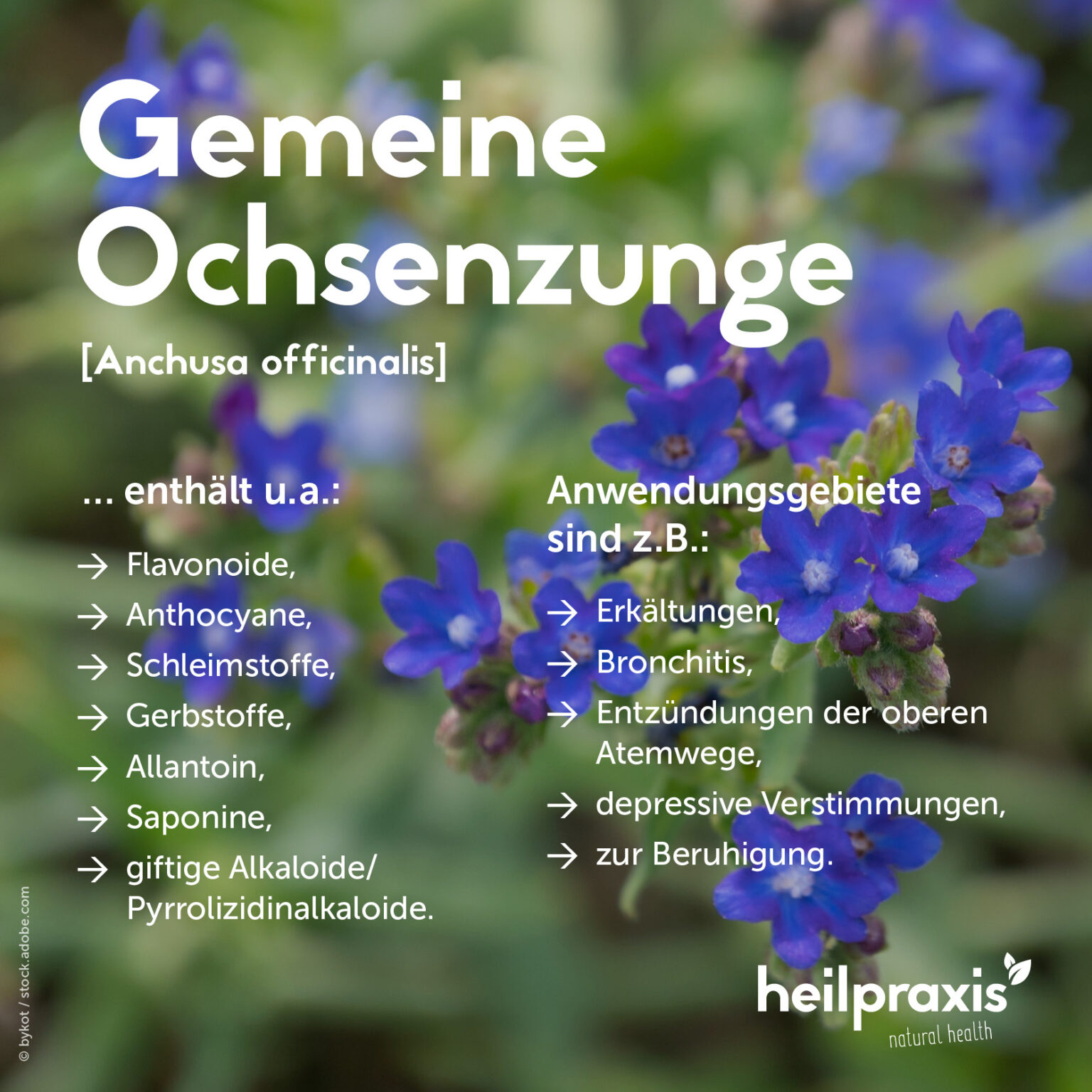 Gemeine Ochsenzunge – Inhaltsstoffe, Wirkung und Anwendung – Heilpraxis